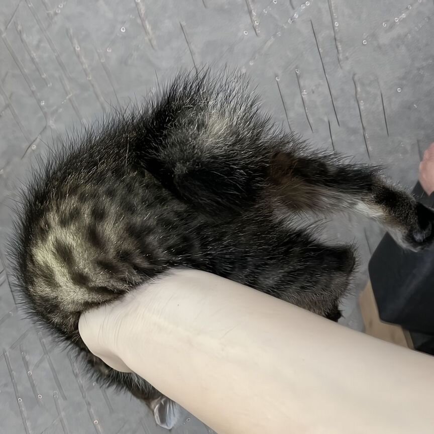 Курильский бобтейл короткошёрстный котёнок