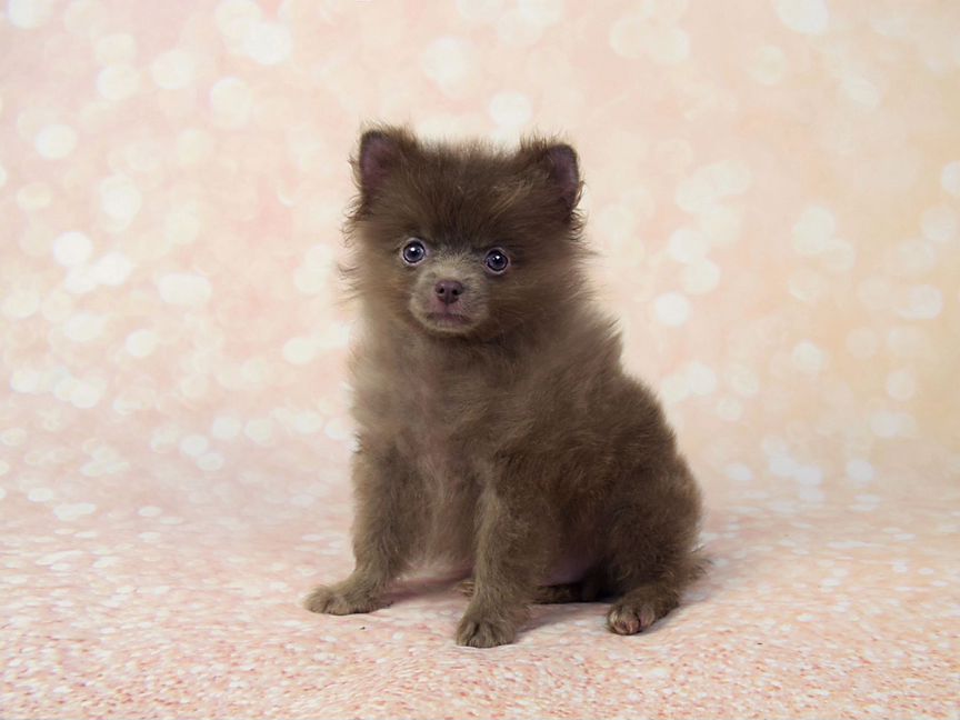 Шпиц лилового окраса мальчик