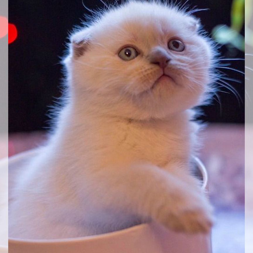 Шотландский вислоухий короткошёрстный котёнок