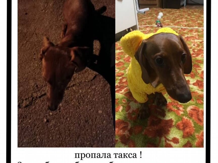 Такса убежала