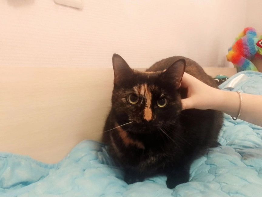 Отдам бесплатно кошку