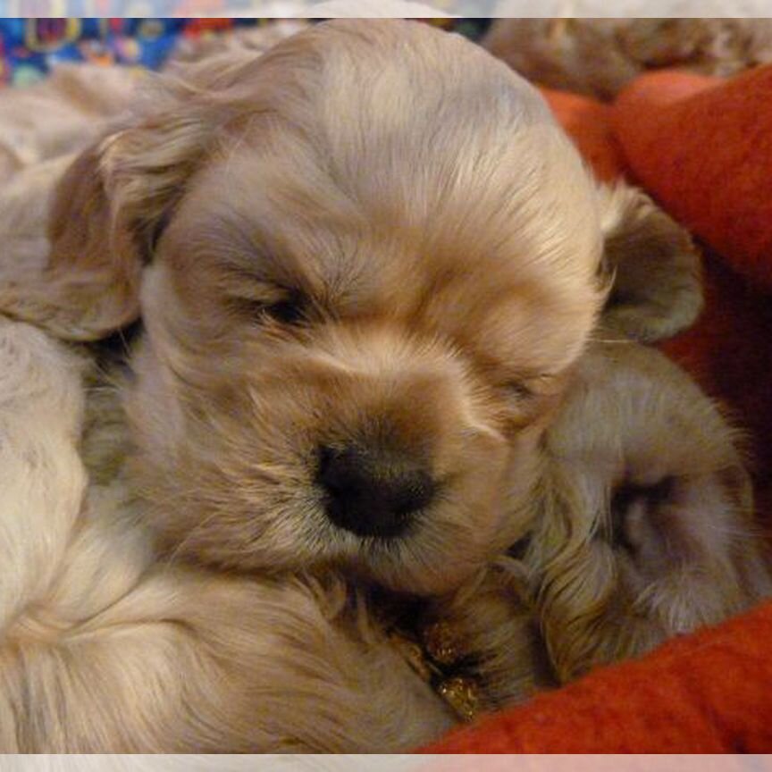 Щеночки Американский Кокер Спаниель