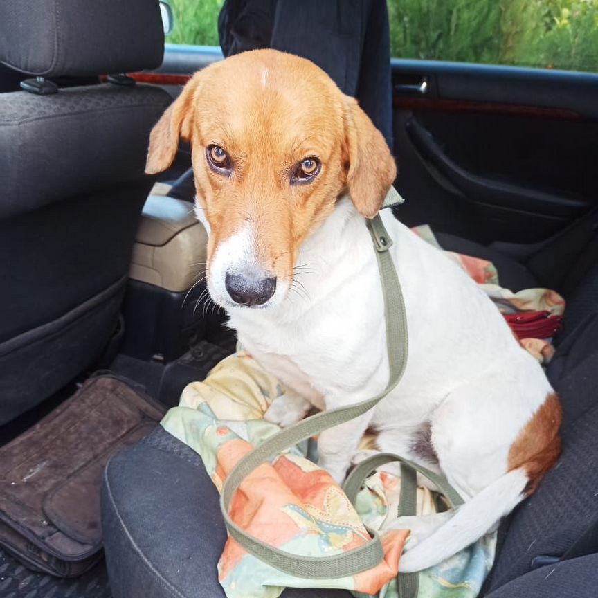 Животные в добрые руки бесплатно