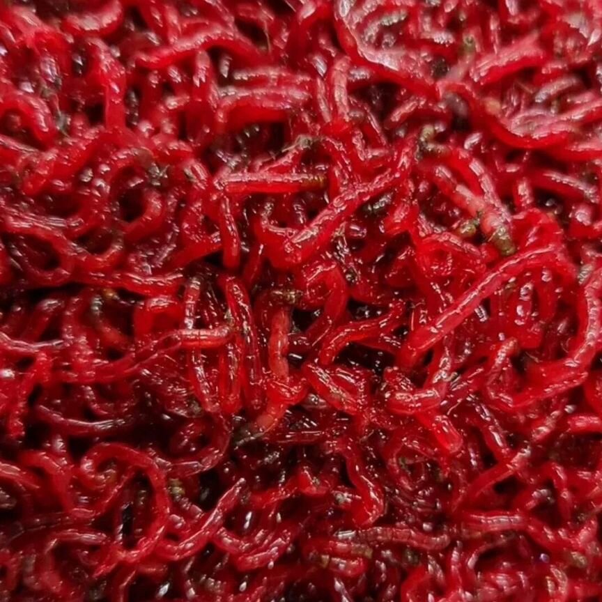 Мотыль крупный живой