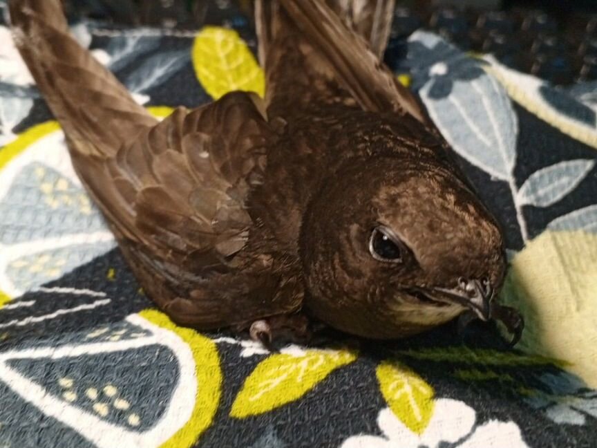 Стриж птица