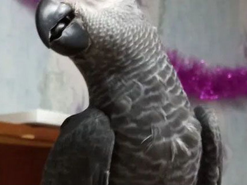 Выкормыш серый попугай