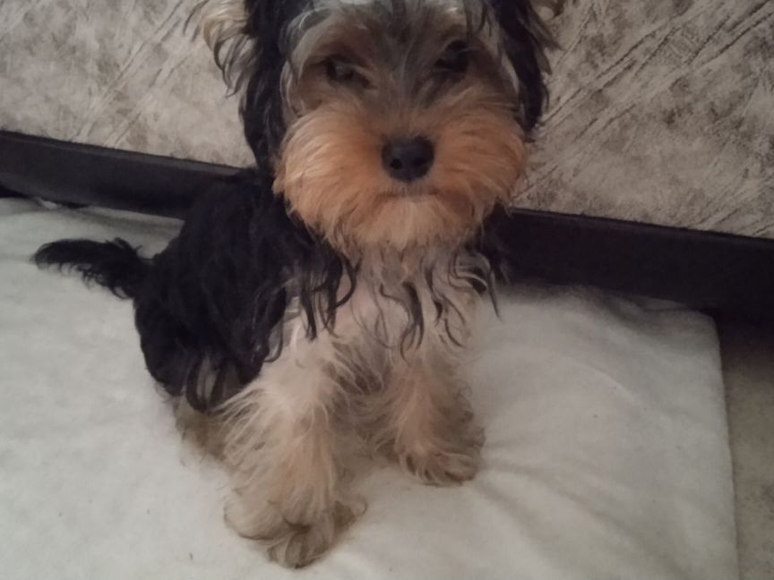 Йоркширский терьер мини щенок