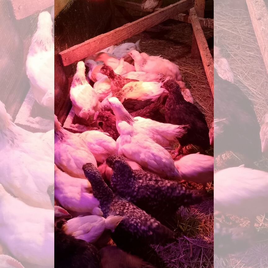 Цыплята несушки подрощенные