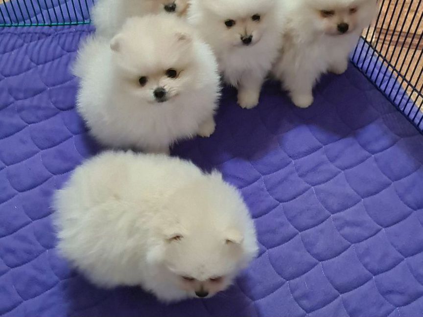 Померанский шпиц Айс-крем