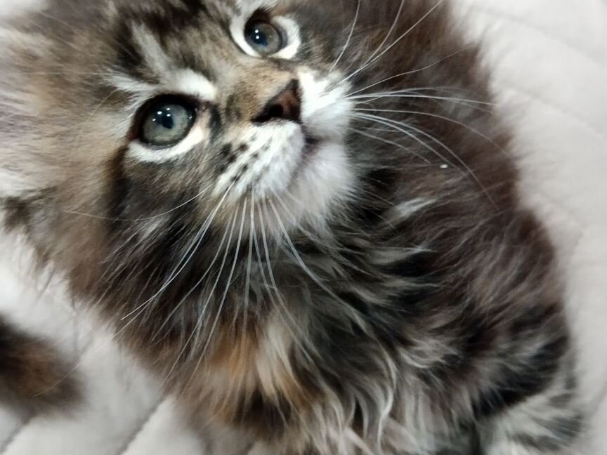 Котята