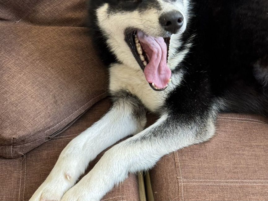 Кобель 1,5 года в добрые руки