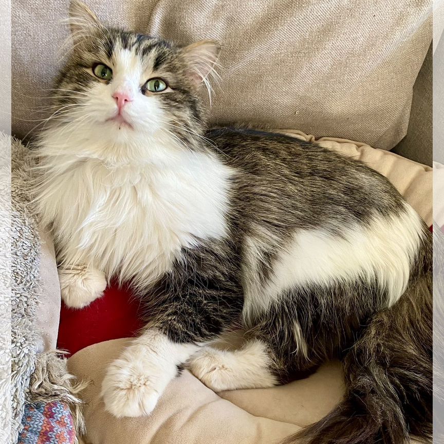 Сибирский, взрослый кот