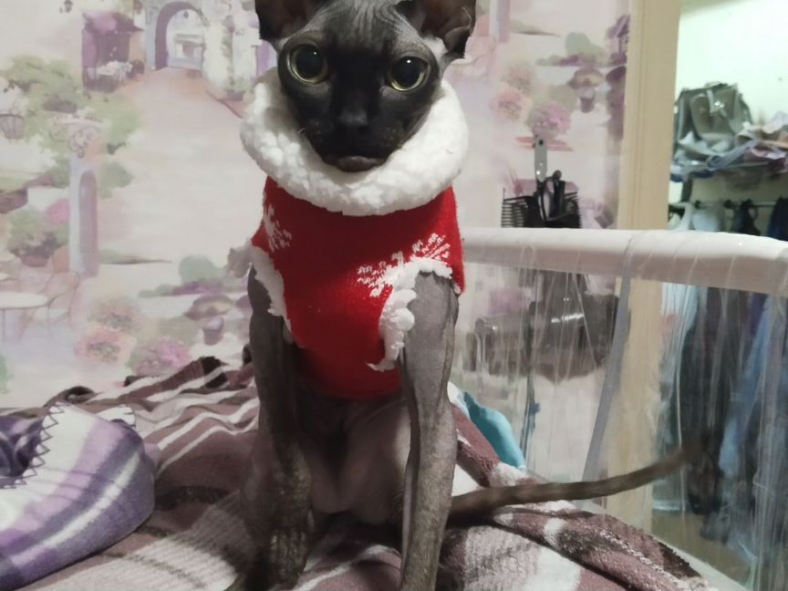 Кошка сфинкс нужен кот