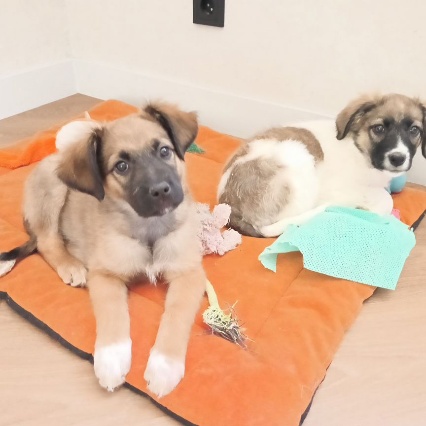 Щенки в добрые руки, привезу