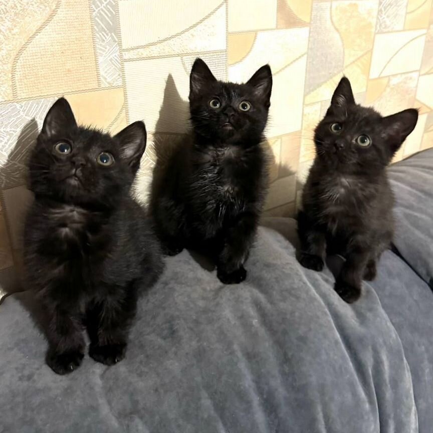 Котята