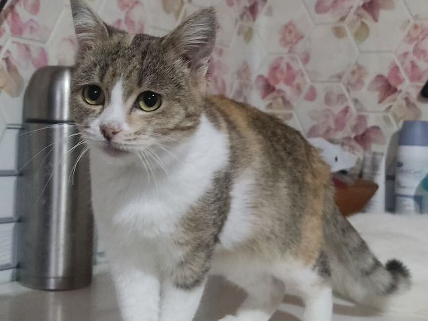 Кошки в добрые руки