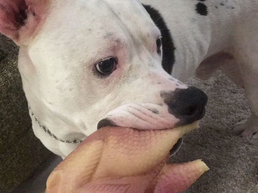 Собака для вязки