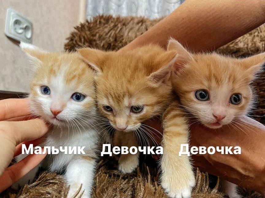 Котята