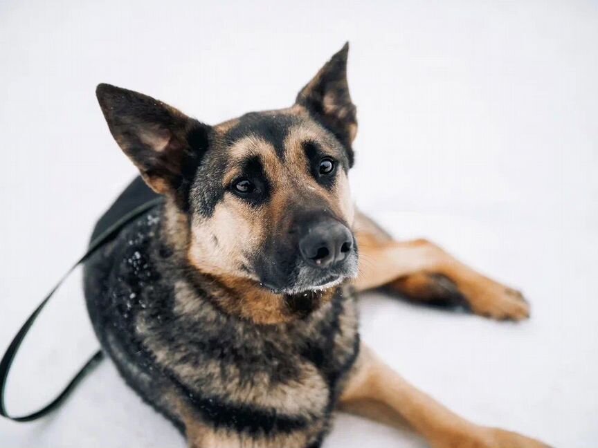 Немецкая овчарка из приюта бесплатно