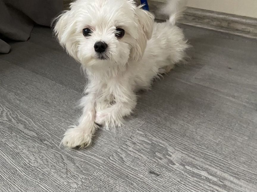 Болонка мальтезе