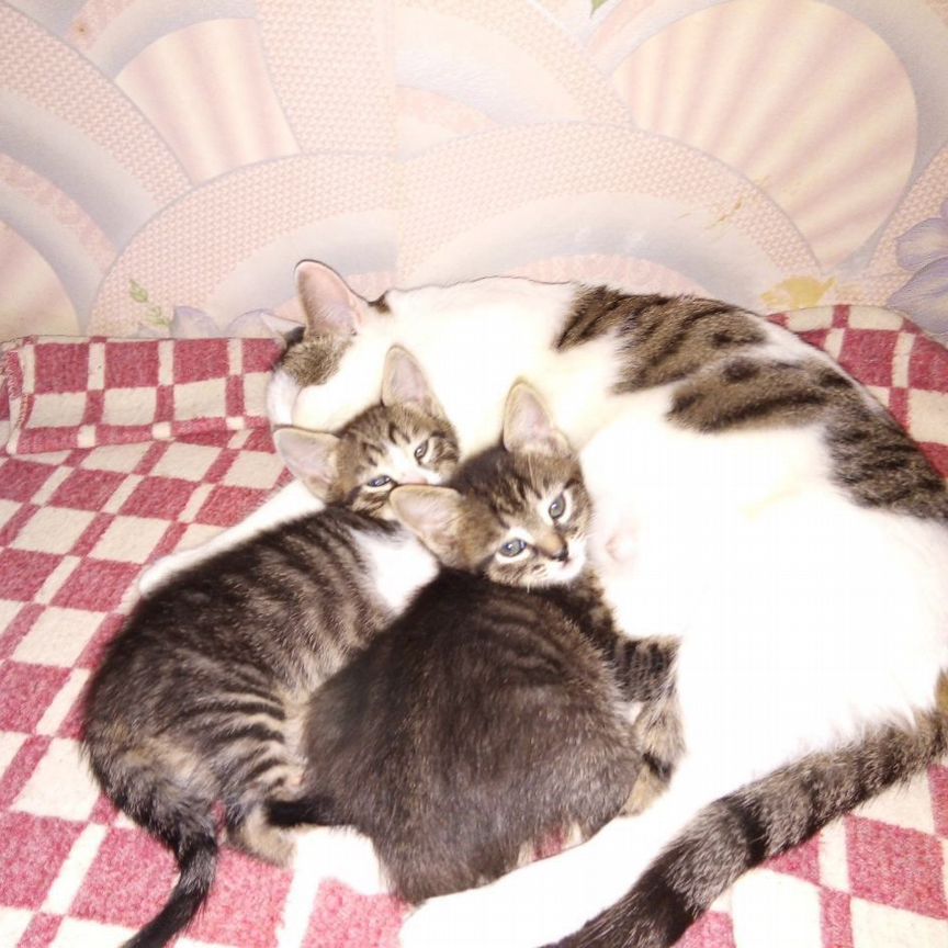 Котята 2 мес