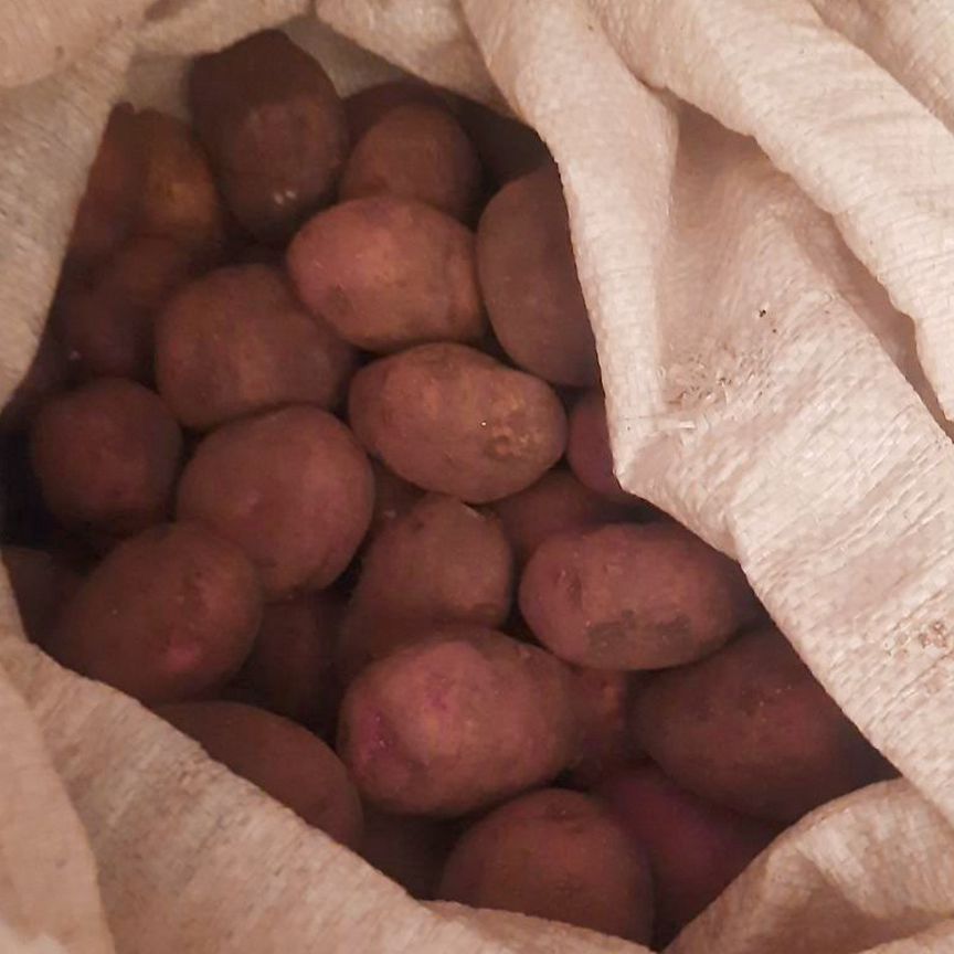 Продам картофель на корм скоту