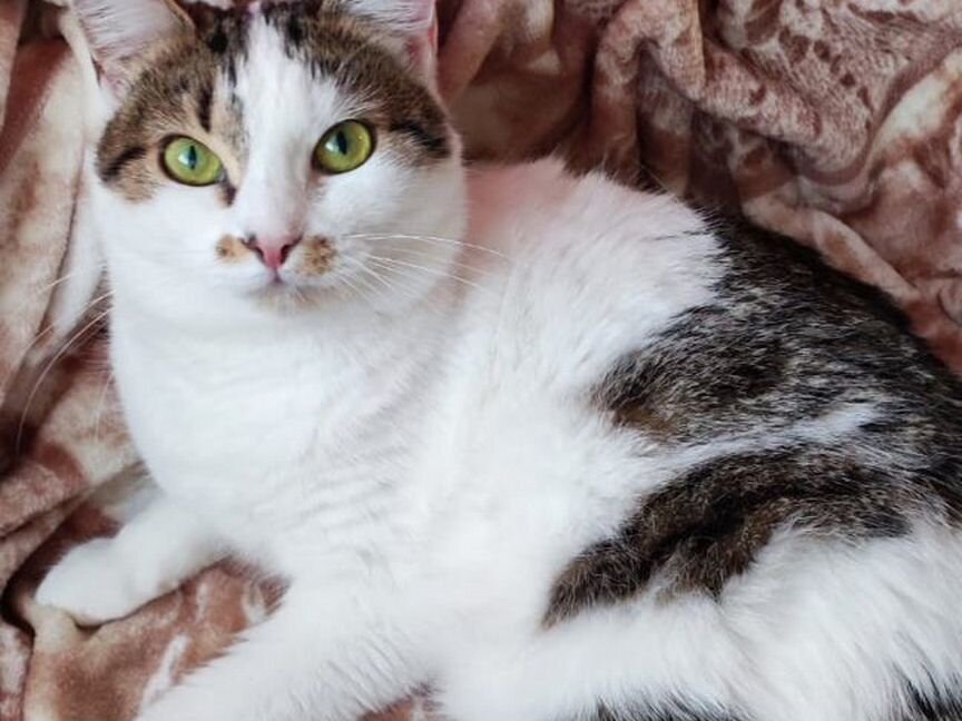 Кошечка Джули в хорошие руки бесплатно