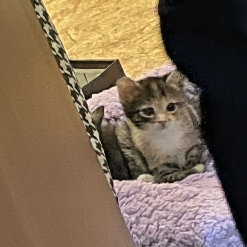 Британский короткошёрстный котёнок