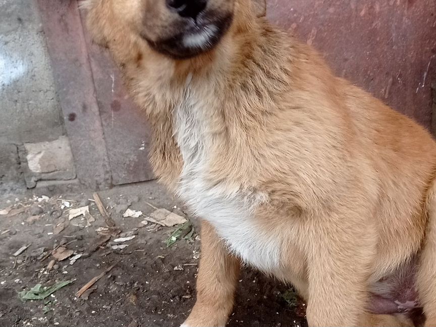 Щенулечка-девчулечка,4 мес