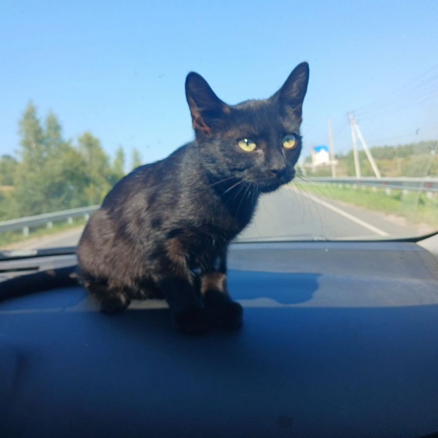 Отдам котенка (девочка) в любящие руки