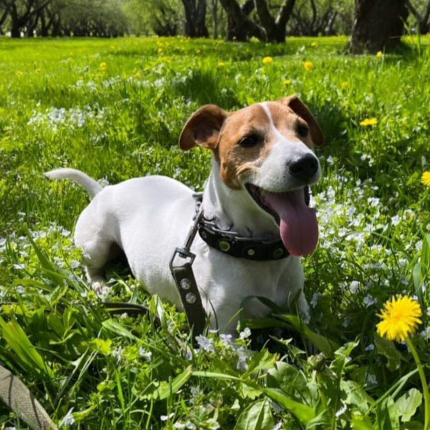 Собака в добрые руки Джек-Рассел