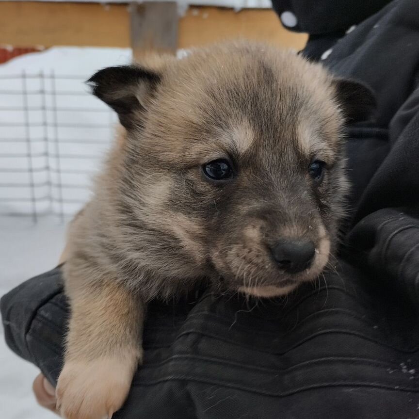 Западносибирская лайка, щенок