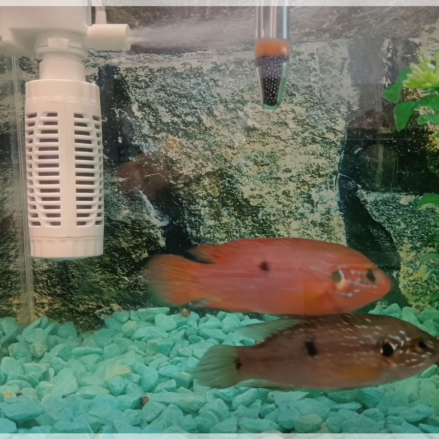 Аквариум с рыбками