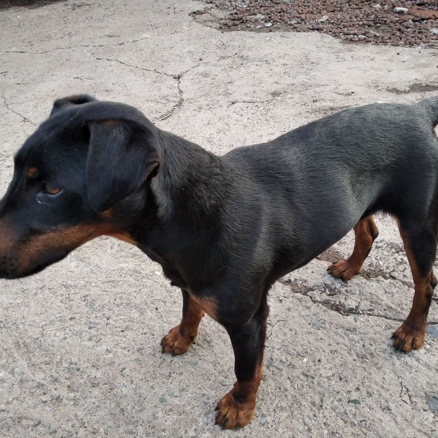 Ягдтерьер два года Сука,к Охоте готова