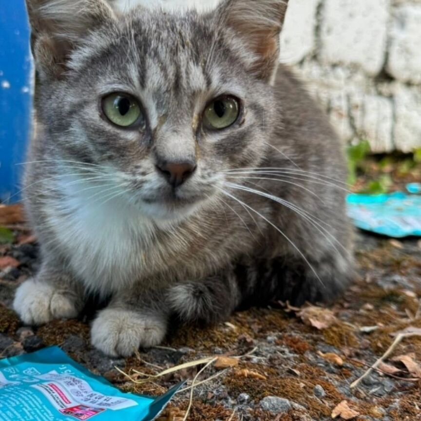 Котенок ищет дом