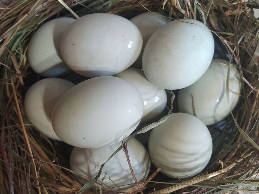 Инкубационное яйцо