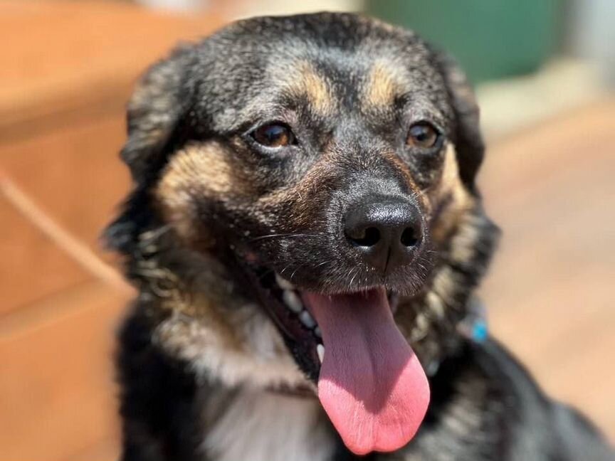 Маленькая спокойная собачка в добрые руки