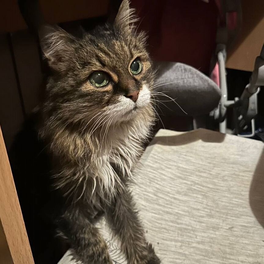 Кошечка ищет дом