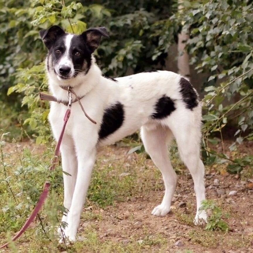 Пес Джоник ищет дом