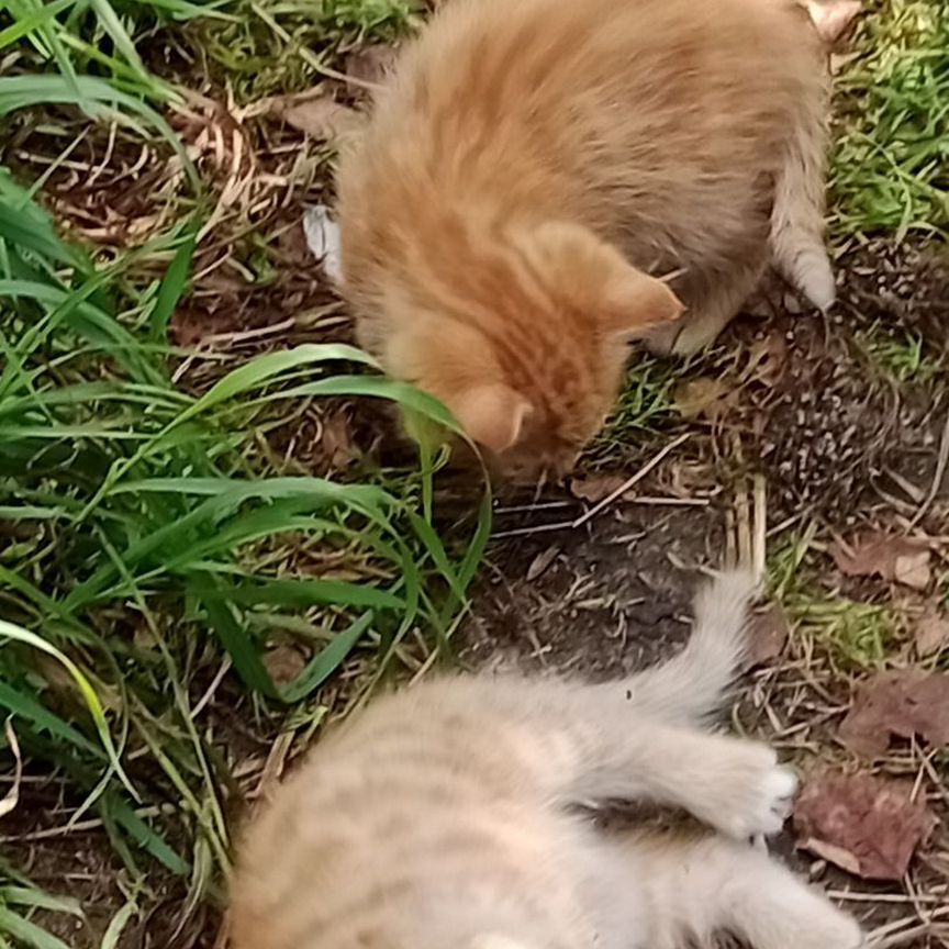 Котята рыжие бесплатно