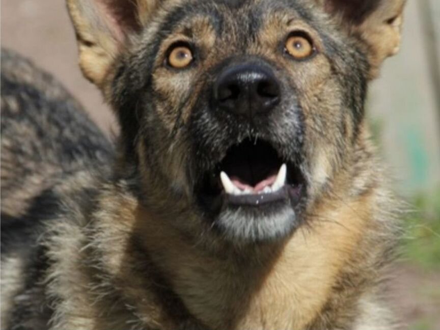 Собака Искра, ищет дом