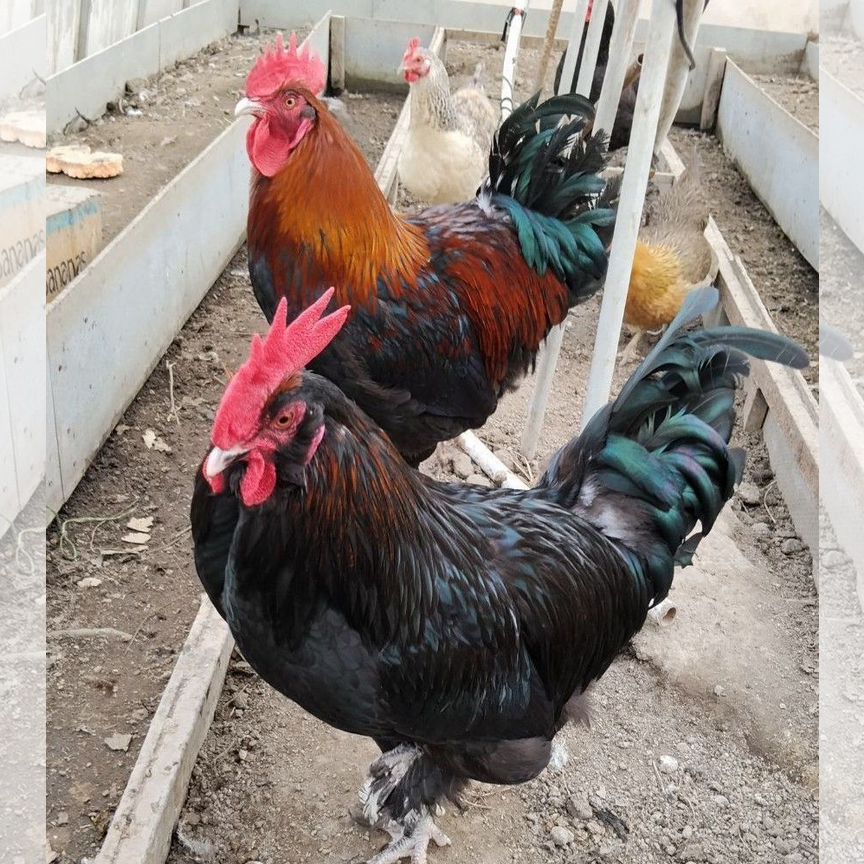 Петухи, ручные