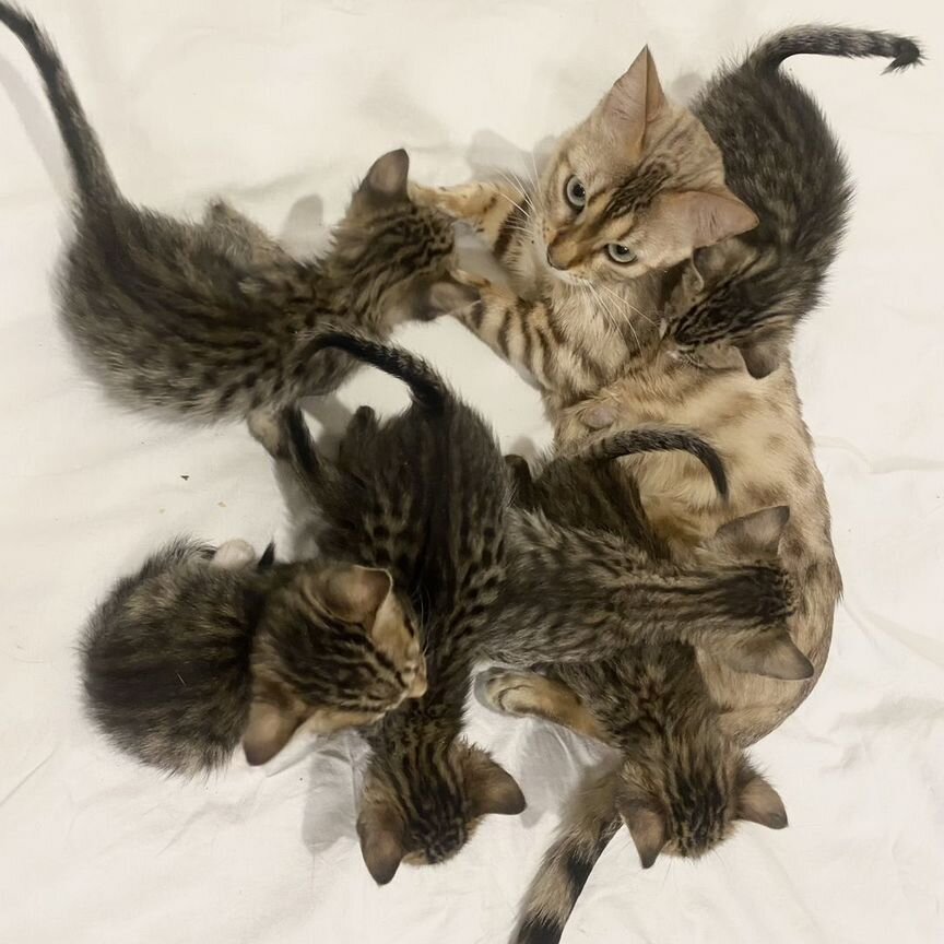 Котята