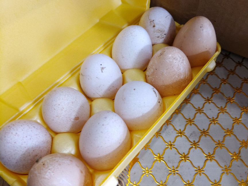 Яйцо домашнее инкубационное
