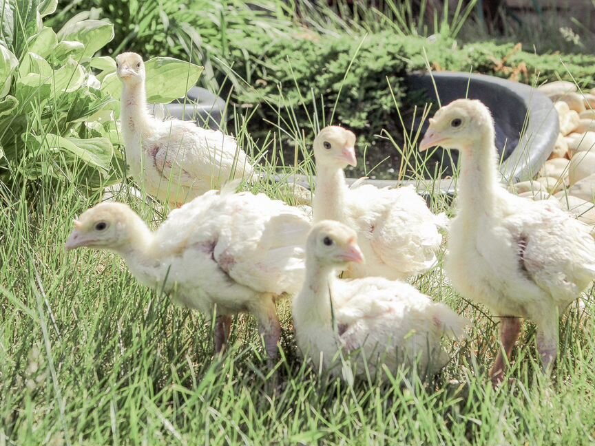 Индейка биг-6