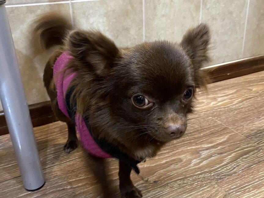 Вязка чихуахуа