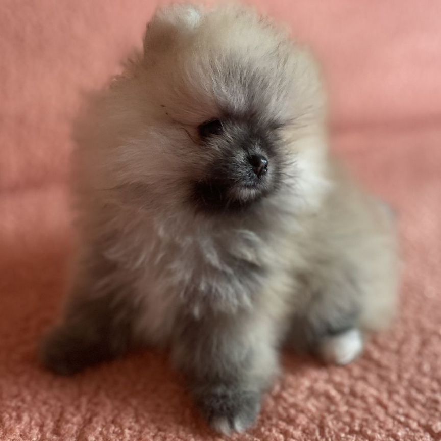 Померанский шпиц, щенок