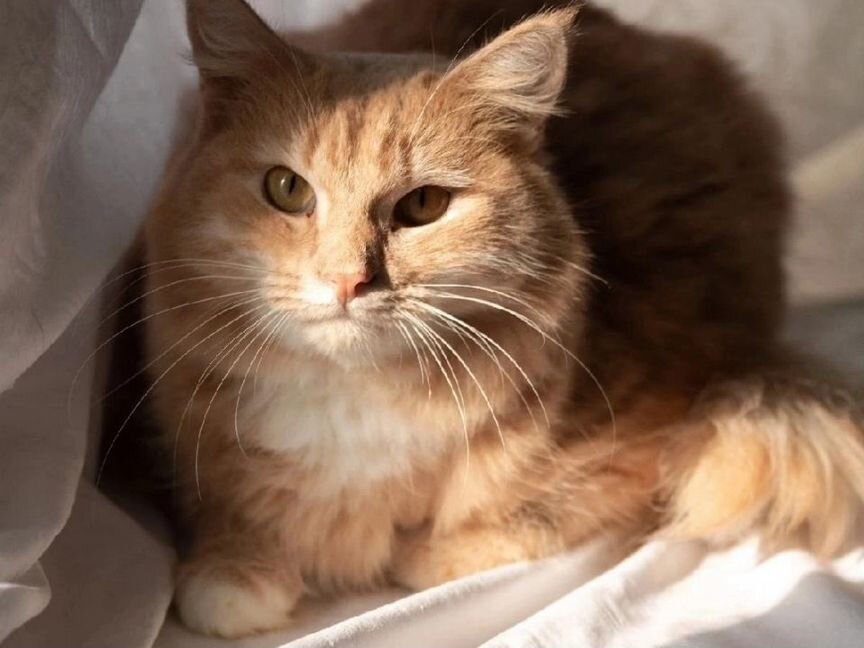 Персиковый котик ищет любящий дом