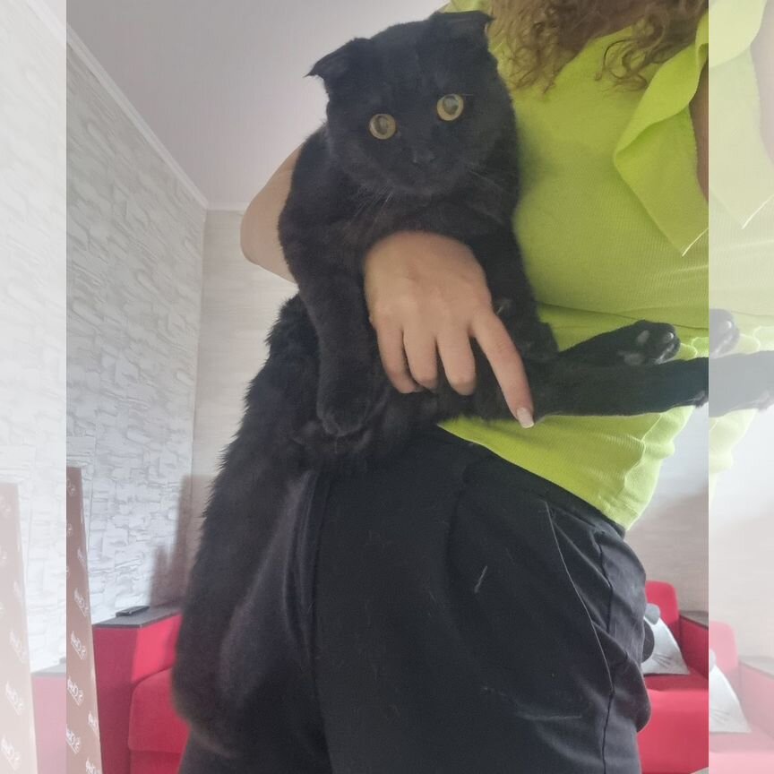 Шотландский вислоухий длинношёрстный кот, взрослый