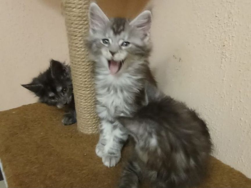 Закрытие питомника